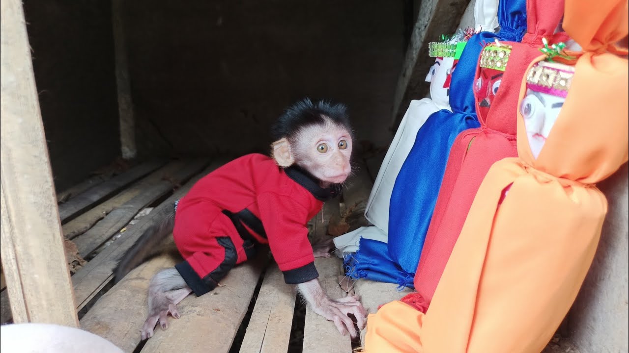 ONDEL-ONDEL~ONDEL-ONDEL POCONG~MONYET LUCU BERMAIN DENGAN ONDEL-ONDEL ...