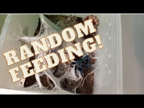 Fang Friday - Feeding session | Tarantula Bite | random tarantula feeding - YouTube