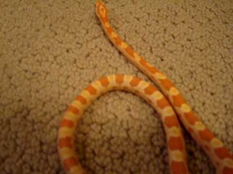 my snake rico pooping - YouTube
