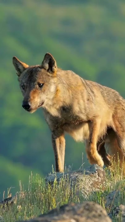 Docu teaser on photosynthesis narrated by David Attenborough #ai # ...