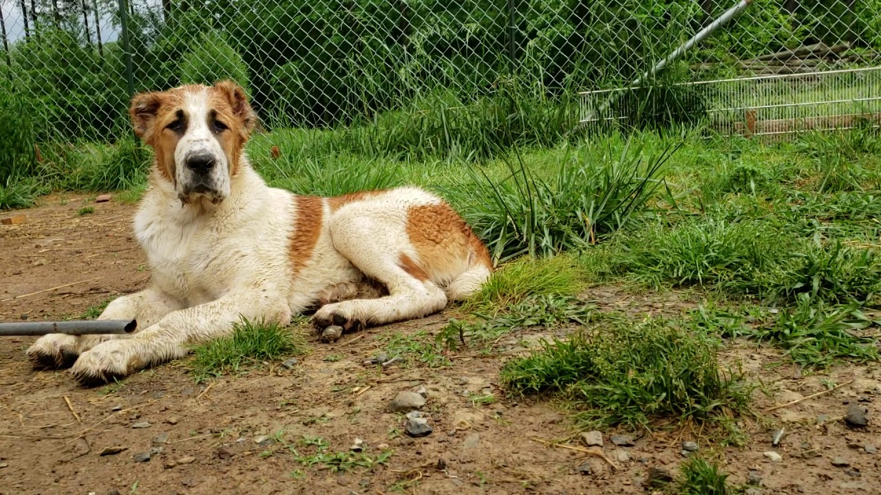 Female Alabai 4 mo old for sale - YouTube