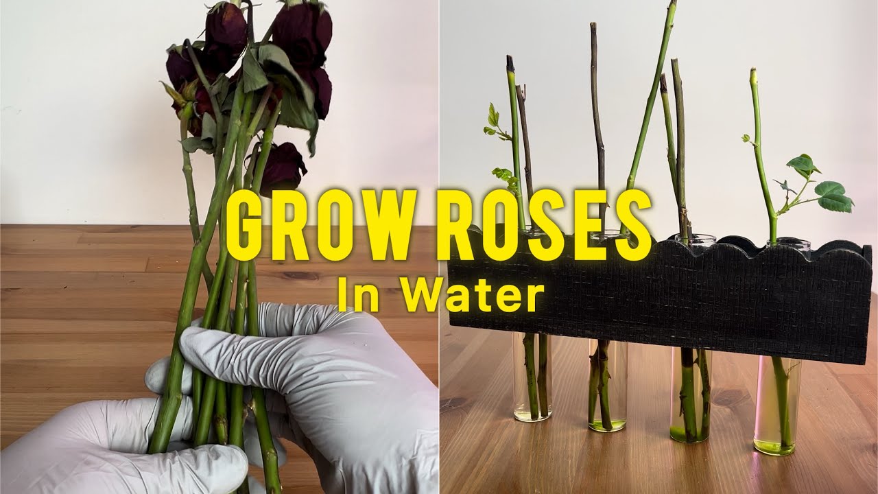 Grow Rose Bouquet in Water | Growing Rose Bouquet EXPERIMENT - YouTube