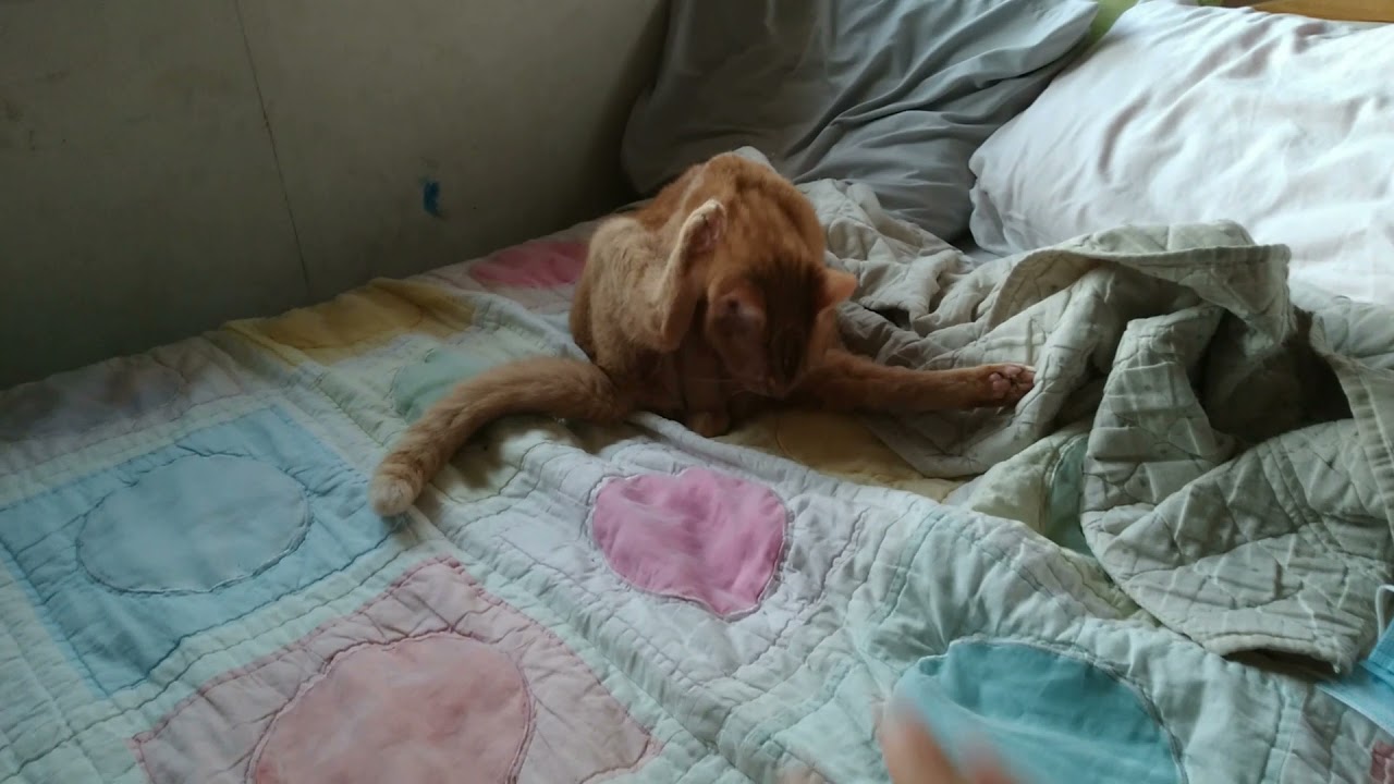 clara pathologic healing cat - YouTube