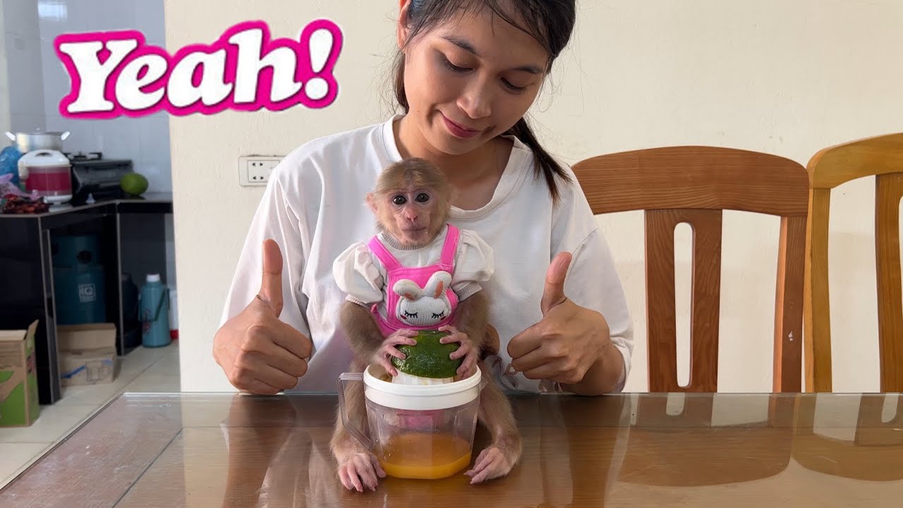Super smart! Mom teaches monkey Abi how to squeeze orange juice - YouTube