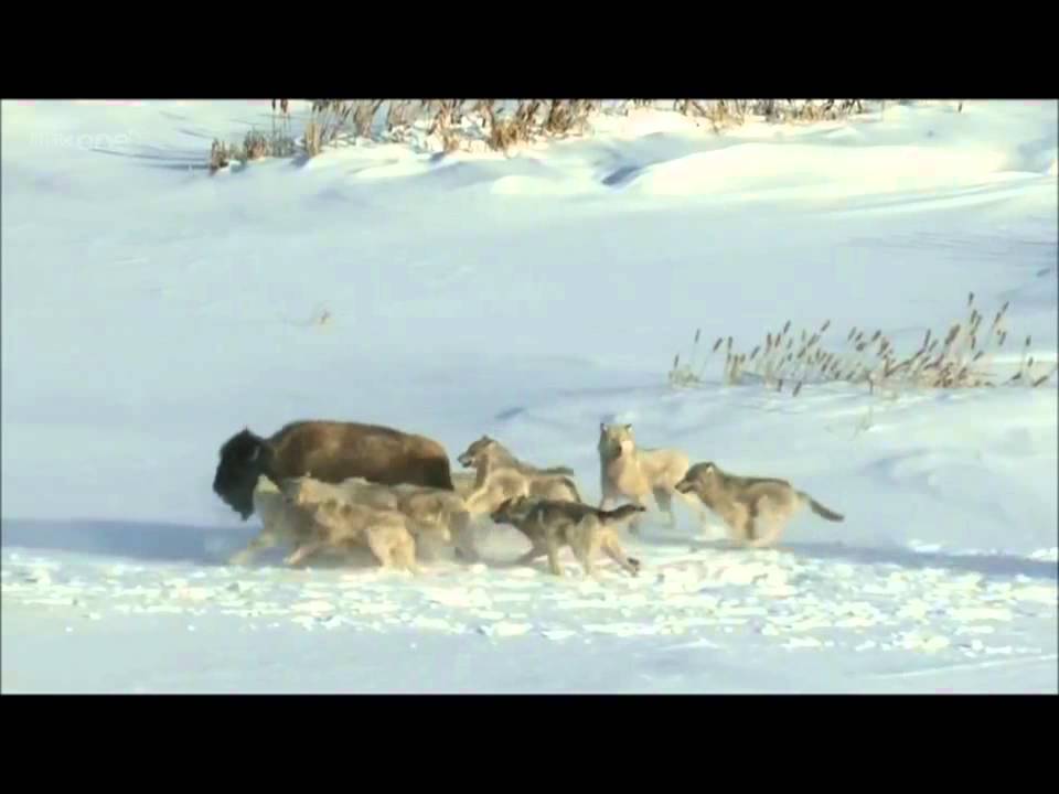 Bison Running From Wolves