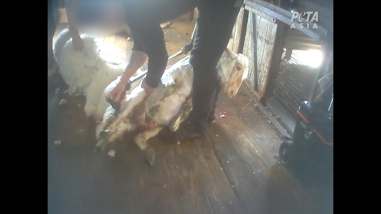 New PETA Investigation Reveals Sheep Are Still Being Kicked, Beaten ...