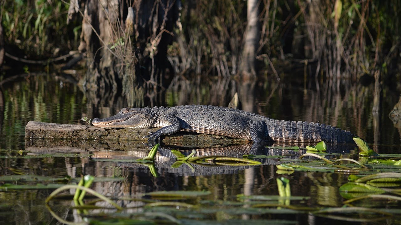 Louisiana: Gators & Gumbo Adventure 9-Day Tour with Gondwana Ecotours ...