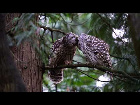 Barred Owls showing mating display - YouTube