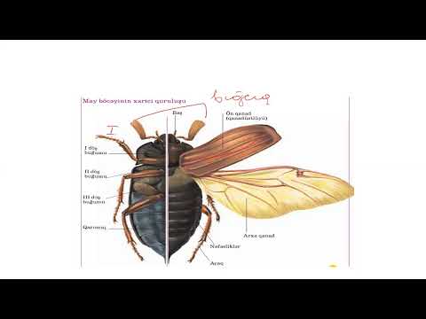 5 - ci sinif Təbiət.  Mövzu: Onurğasız heyvanlar