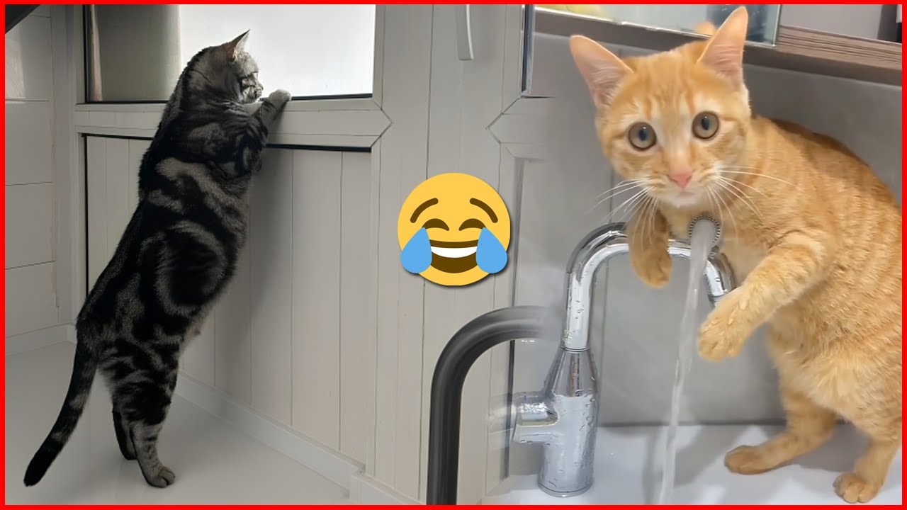 Super Talented Cats In The World - YouTube