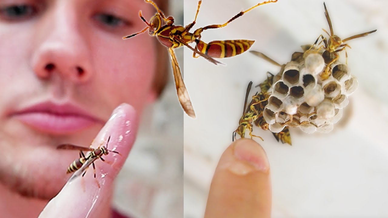 Raising Yellow Jackets as Pets part 3 - Keeping Wasps as Pets - YouTube