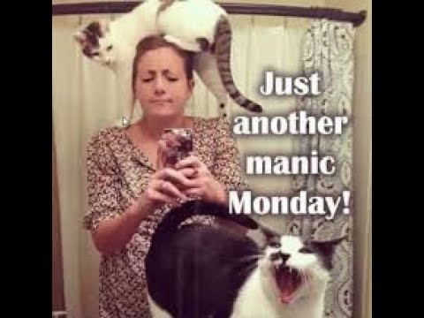 Just Another Manic Meme Monday #bestmemescollections #laughtilyoucry # ...