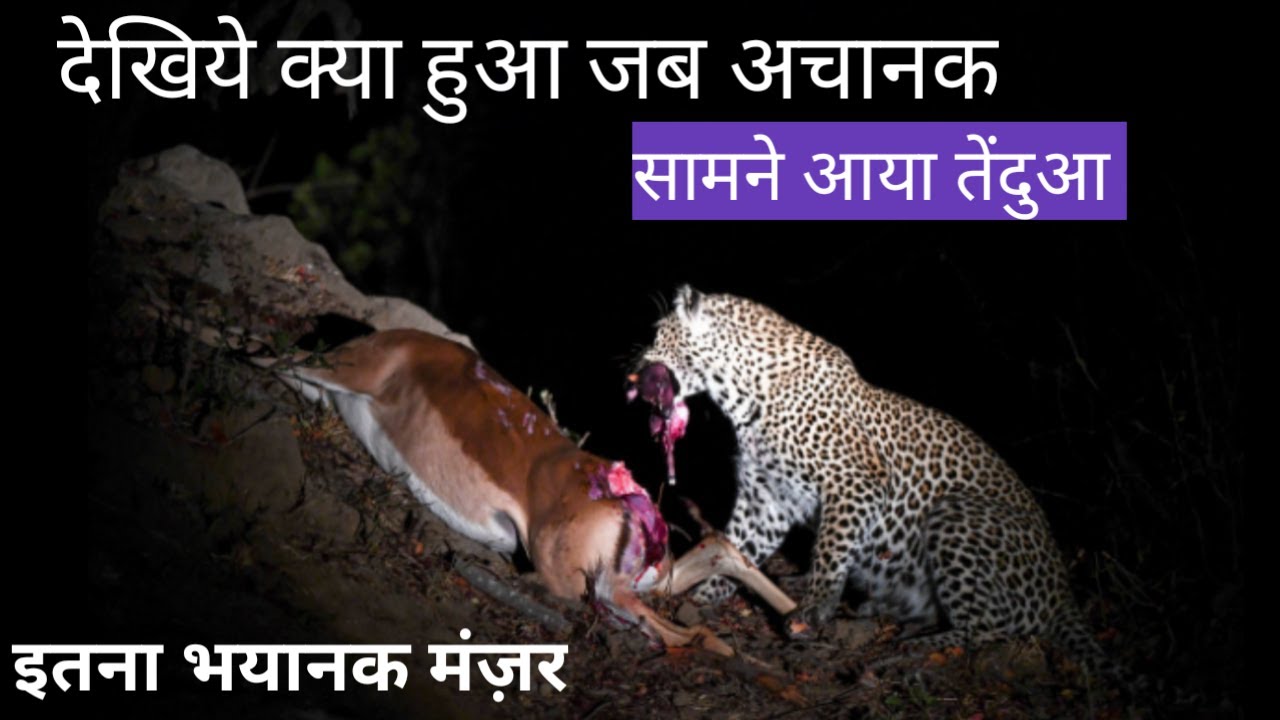 Leopard in colony, hunting mood, corbett national park, - YouTube