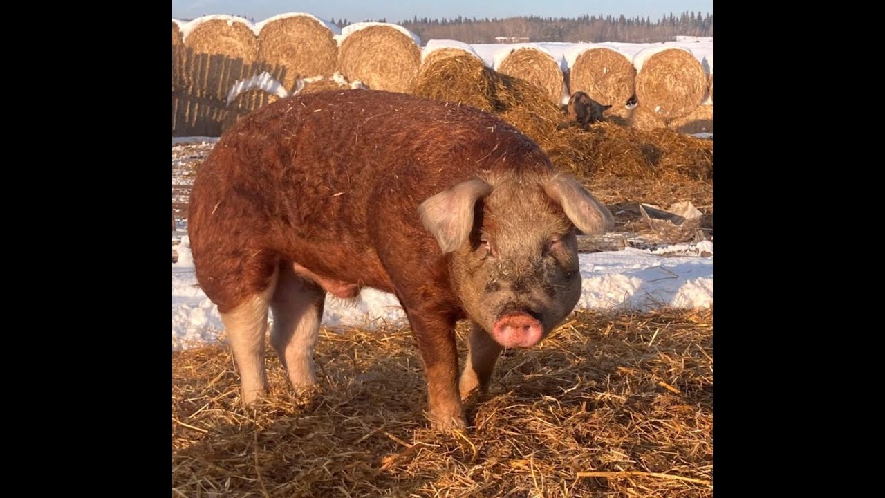 1000 lb feed for the pigs - no tractor and everything with muskies ...