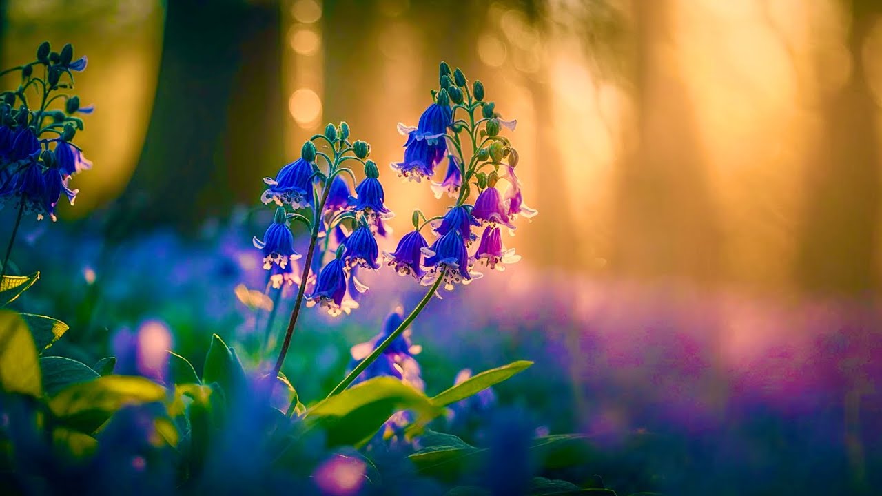 Beautiful Relaxing Piano Music 🪻 Stress relief - feel more relaxed [In ...