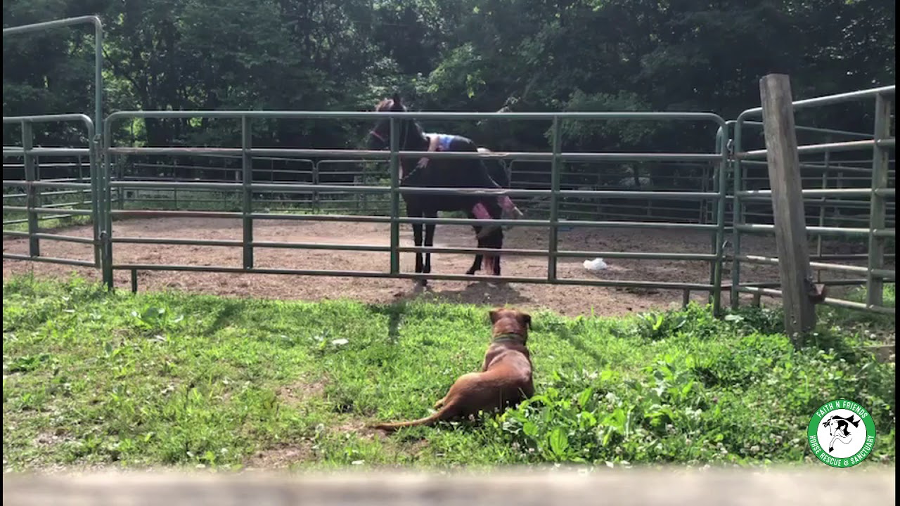 Iris - Training Part 2 - YouTube