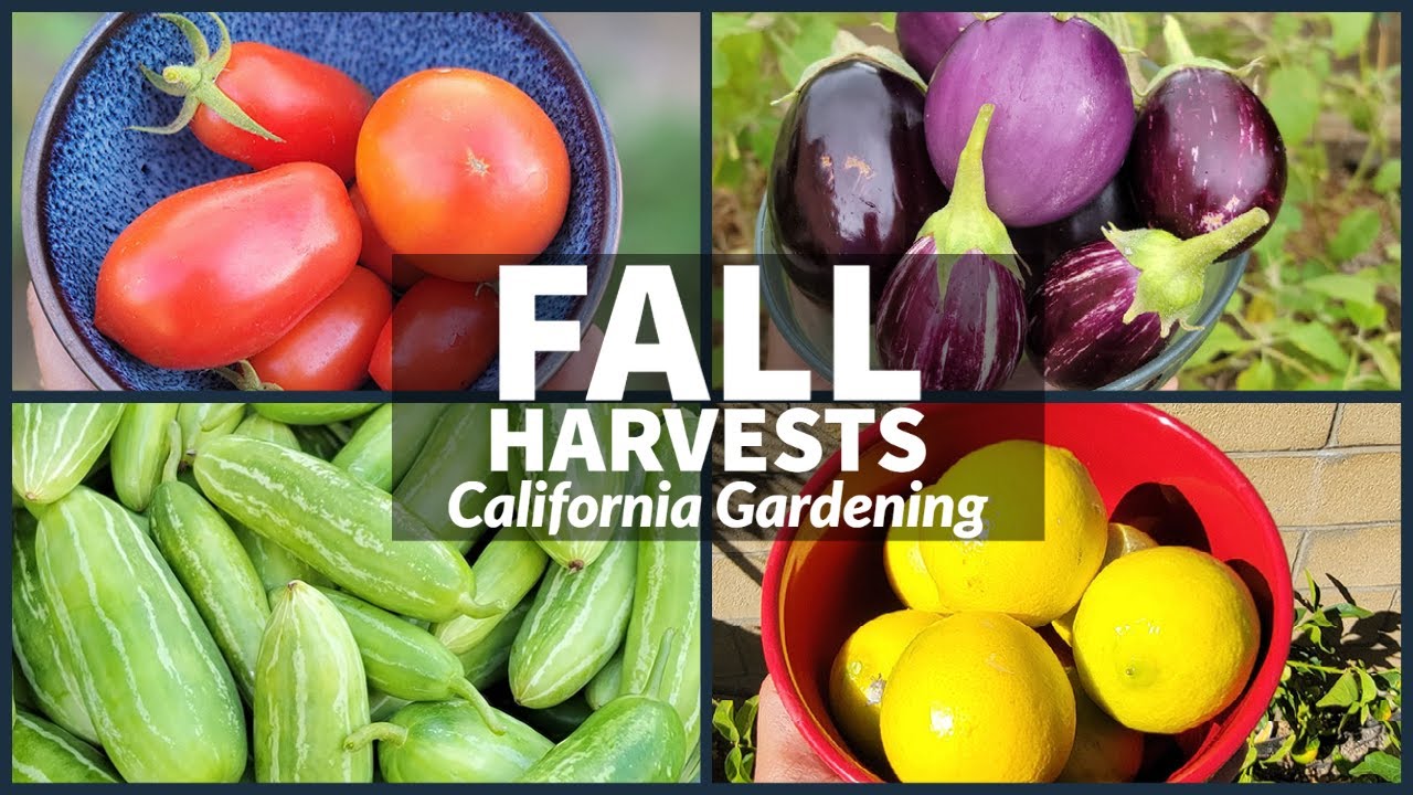 Gardening : California Gardening Fall Harvests, Garden Tour & Gardening ...