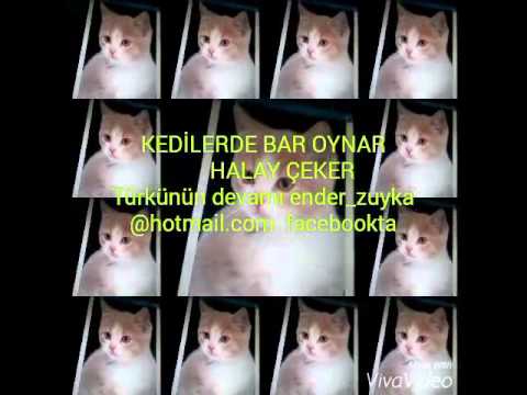 HALAY ÇEKEN KEDİLER