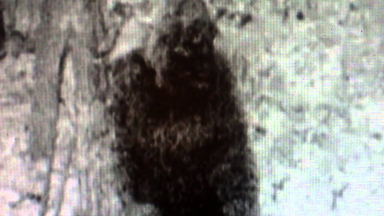 TREE STUMP BIGFOOT - YouTube