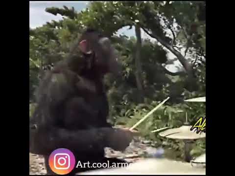 Vur catlasin,cal oynasin