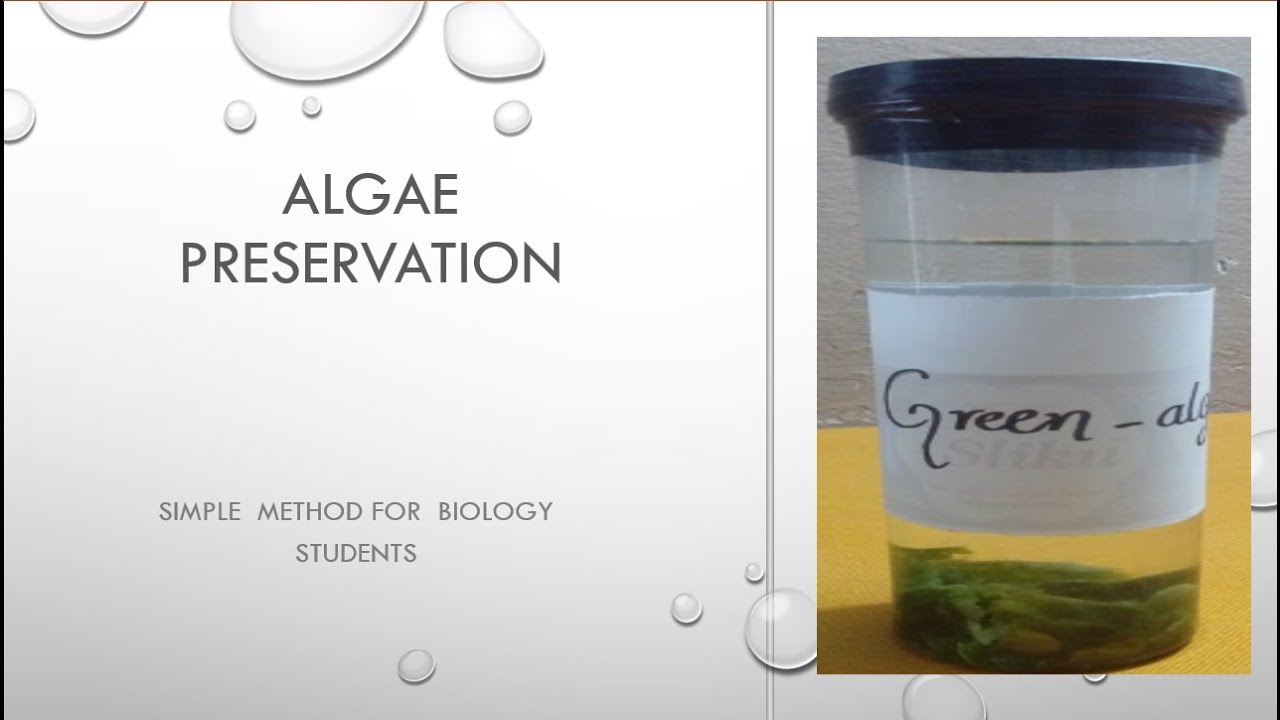 PRESERVATION OF ALGAE. SIMPLE METHOD. ||ACTIVITY. - YouTube