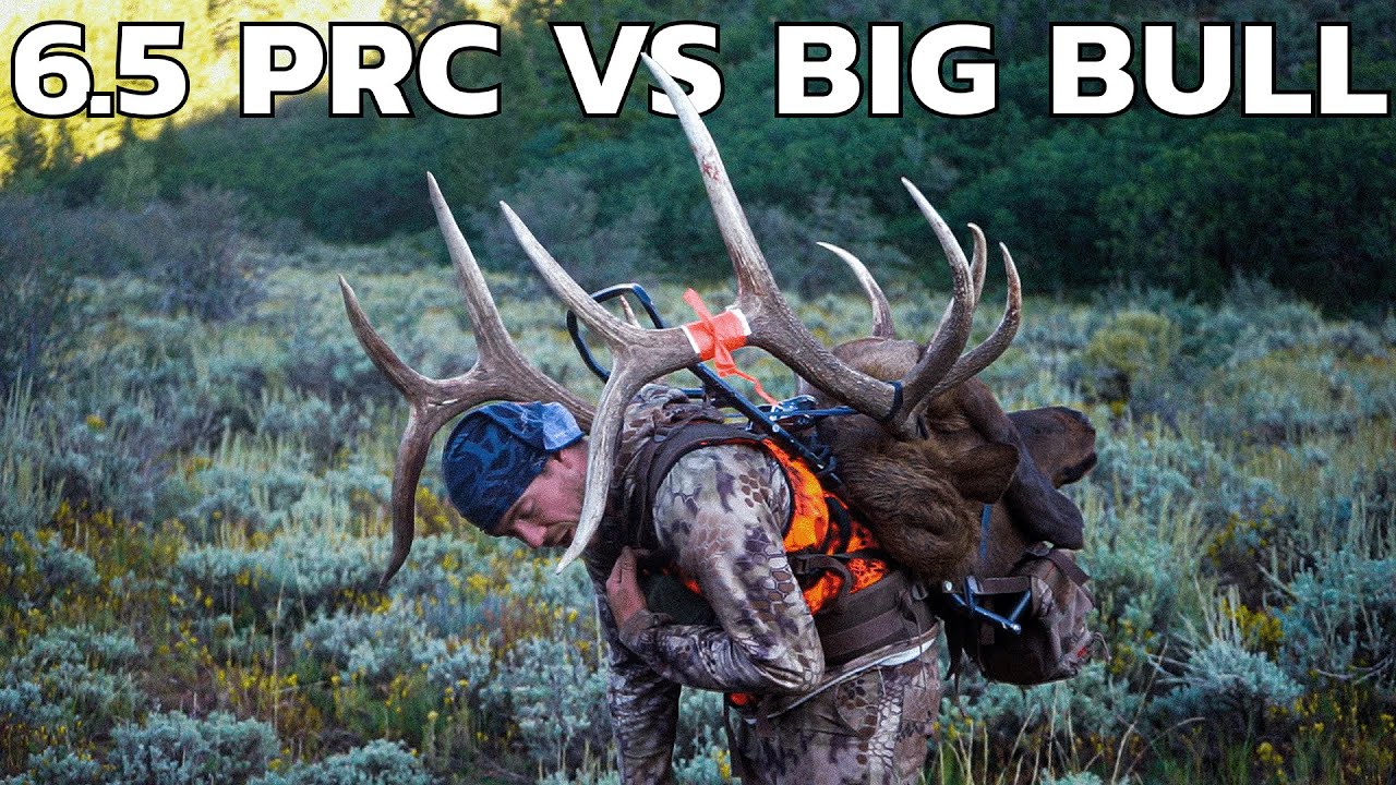 I KILLED an Elk with a 6.5 PRC! - YouTube