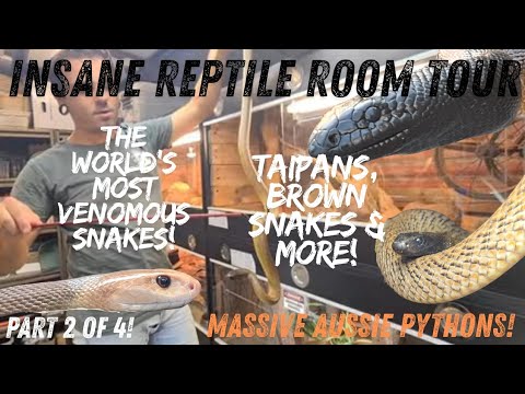 Insane Reptile Room Tour! Part 2 of 4! The World's Most Venomous Snakes ...