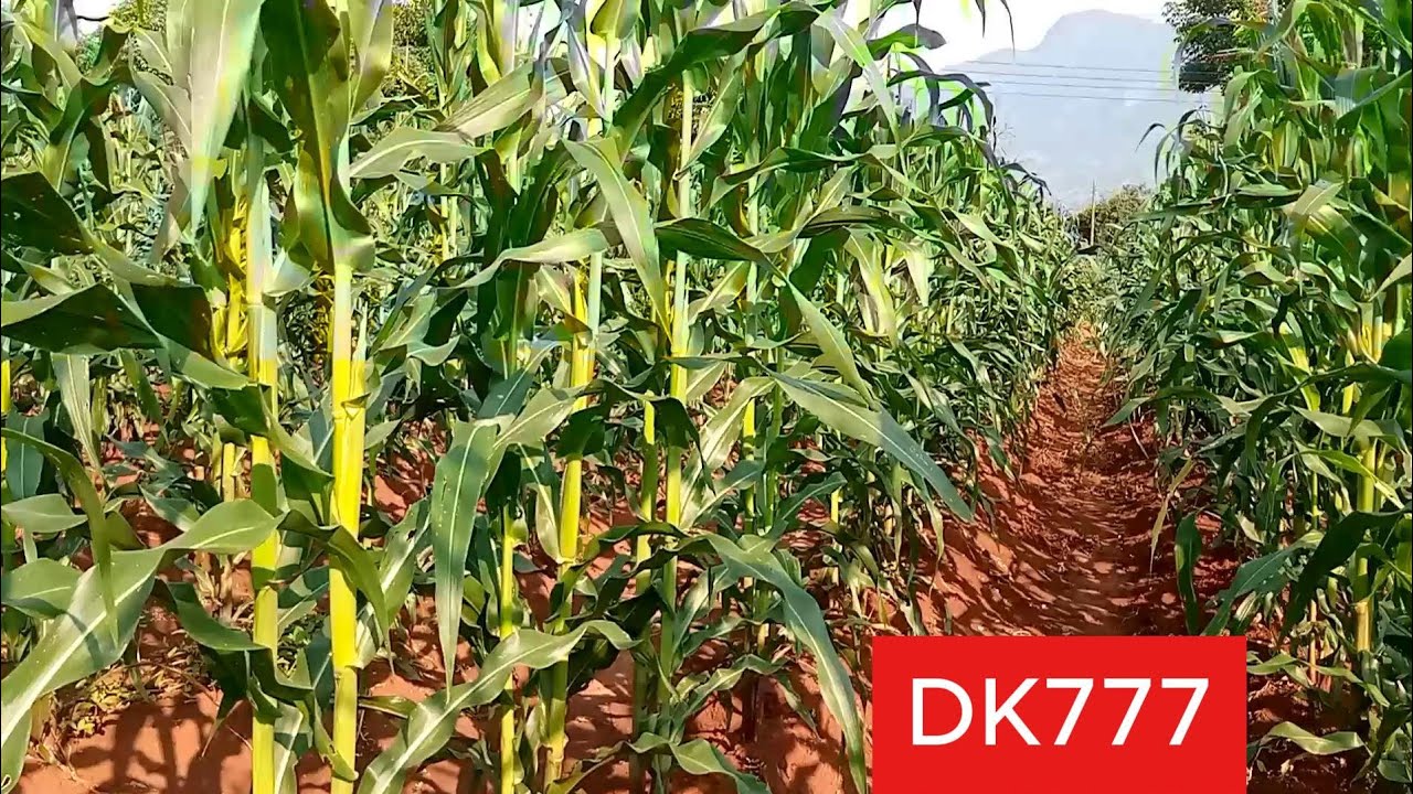 Namna mbegu za mahindi,DK 777 zinafanya vizuri . - YouTube