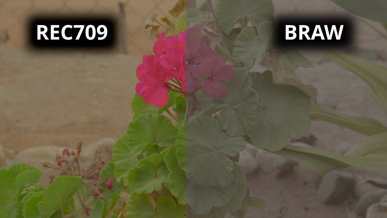 BMPCC 4K Footage RAW VS REC709 (No Color Grading Done) - YouTube