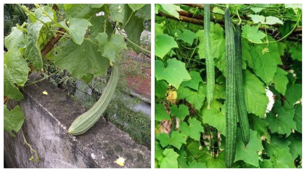 How to grow Ridge Gourd in container/Torai ke kheti/Jhinga plant care ...