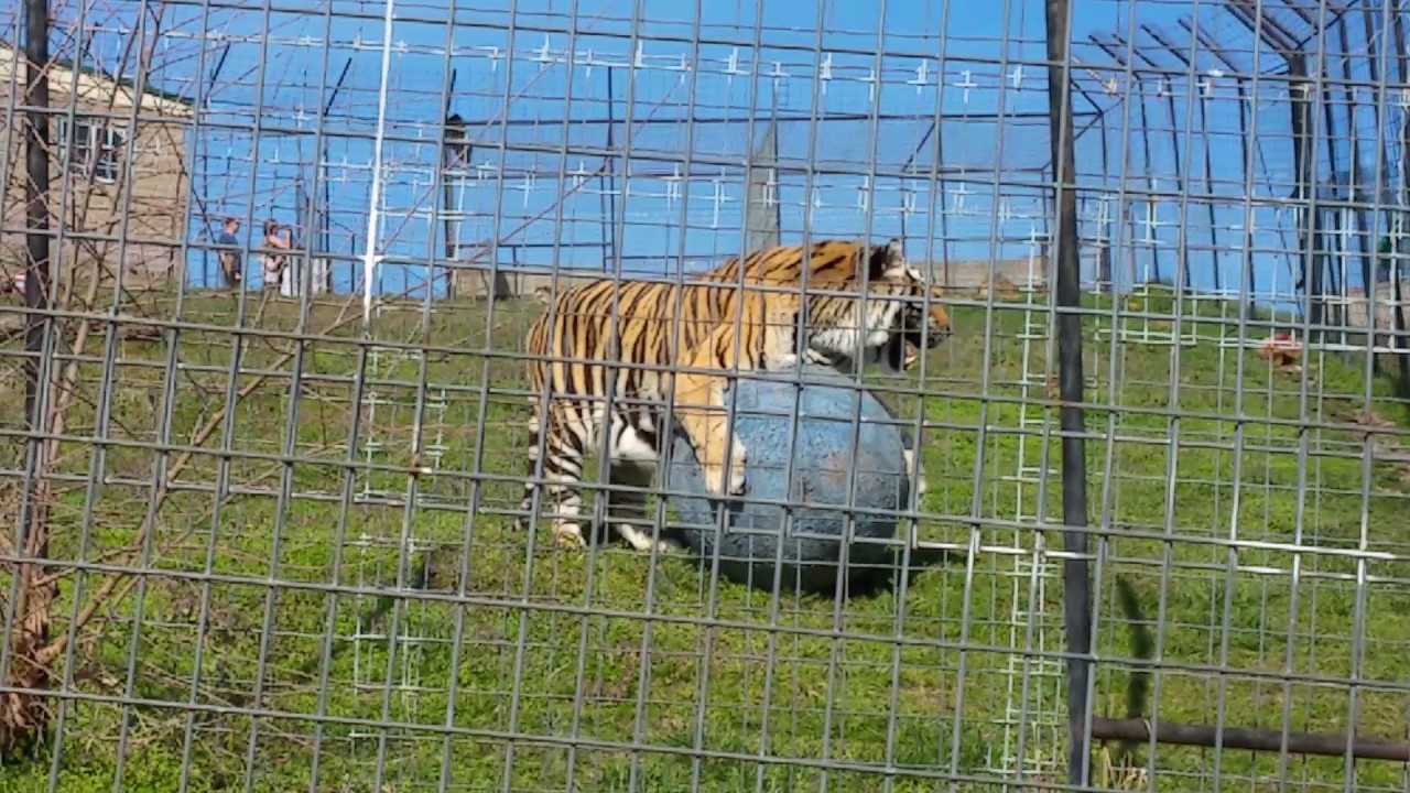Chuff, a male tiger, carrying ball - Turpentine Creek Wildlife Refuge ...
