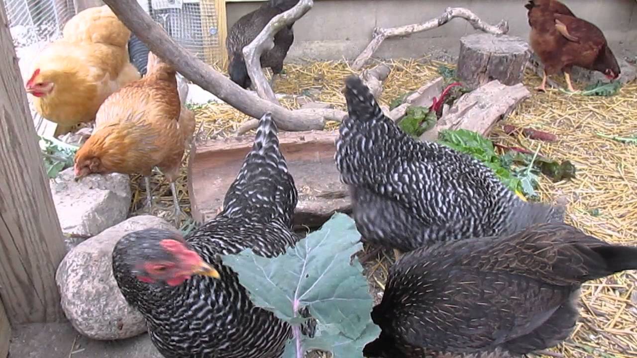 Clumsy Chicken Loves Kale - YouTube