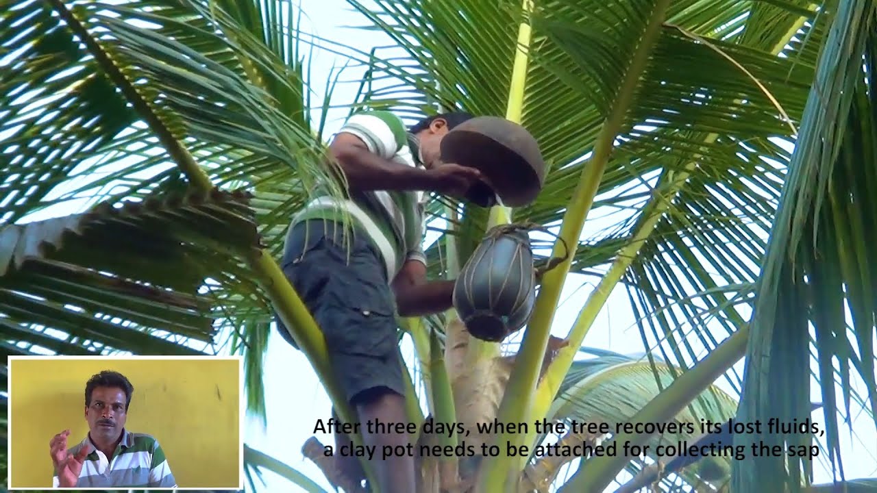 Toddy Tapping | Sustainable Ripples Ep. 3 - YouTube