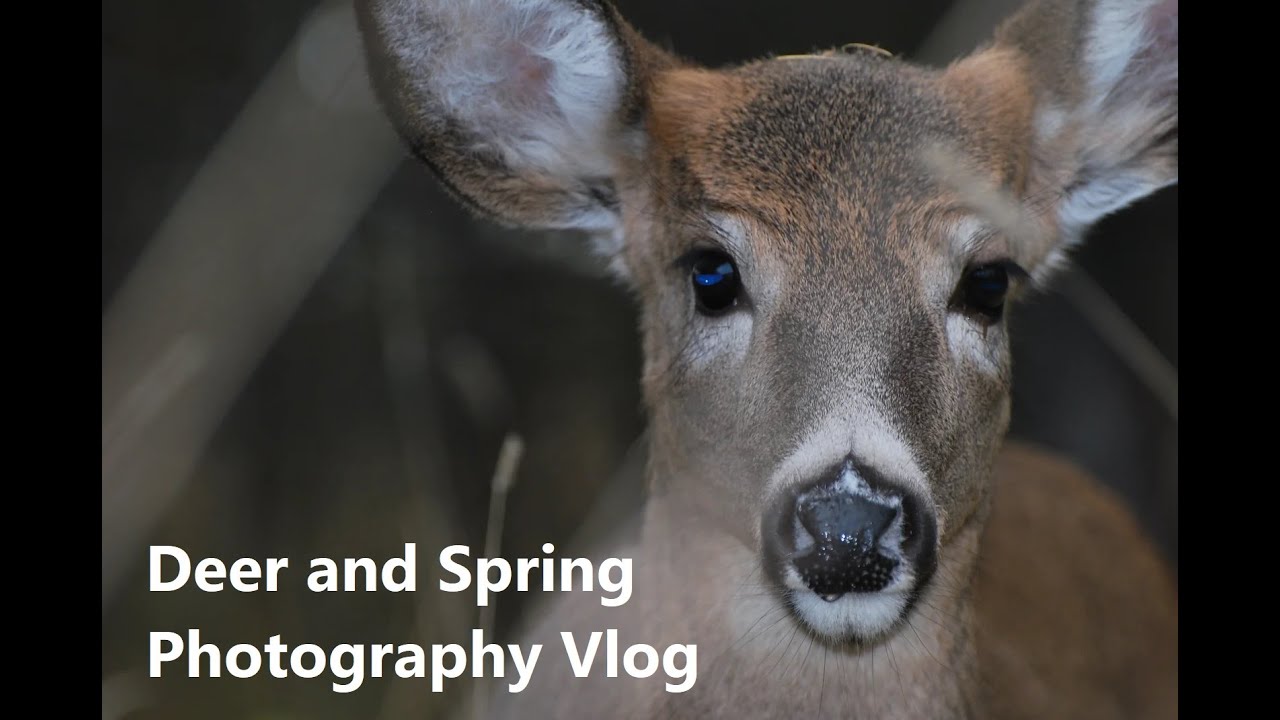 Spring Photography Vlog - White-tailed Deer in the Evening Forest ...