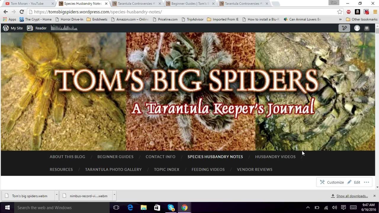 Tom's Big Spiders - The Blog - YouTube