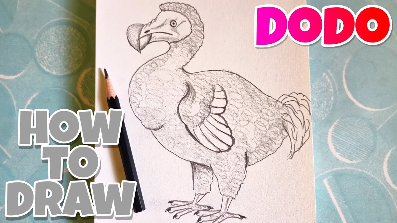 How To Draw Dodo Drawing Dodo Extinct Bird YouTube How To Draw Dodo Drawing Dodo Extinct Bird YouTube