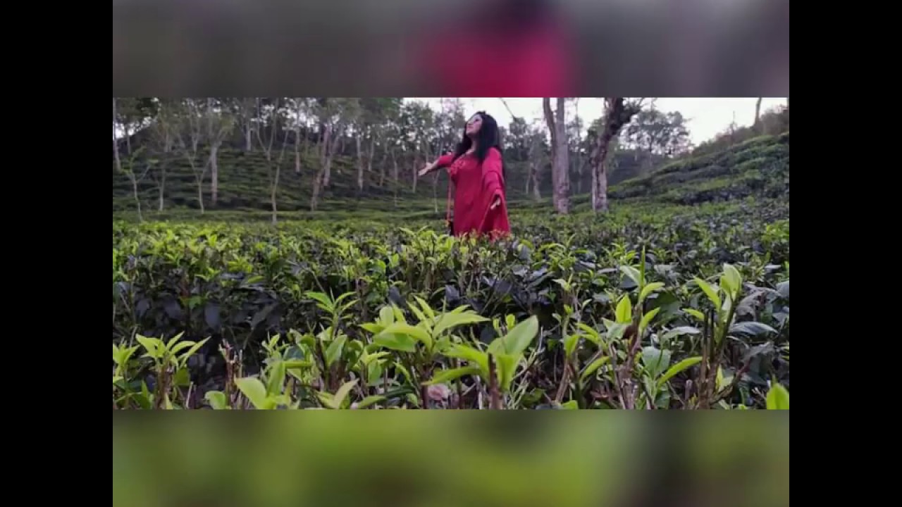 Sylhet Lakkatura tea state . - YouTube