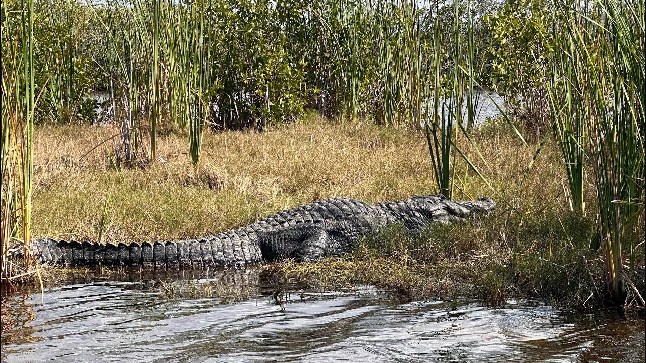 Airboat ride with many gators - YouTube