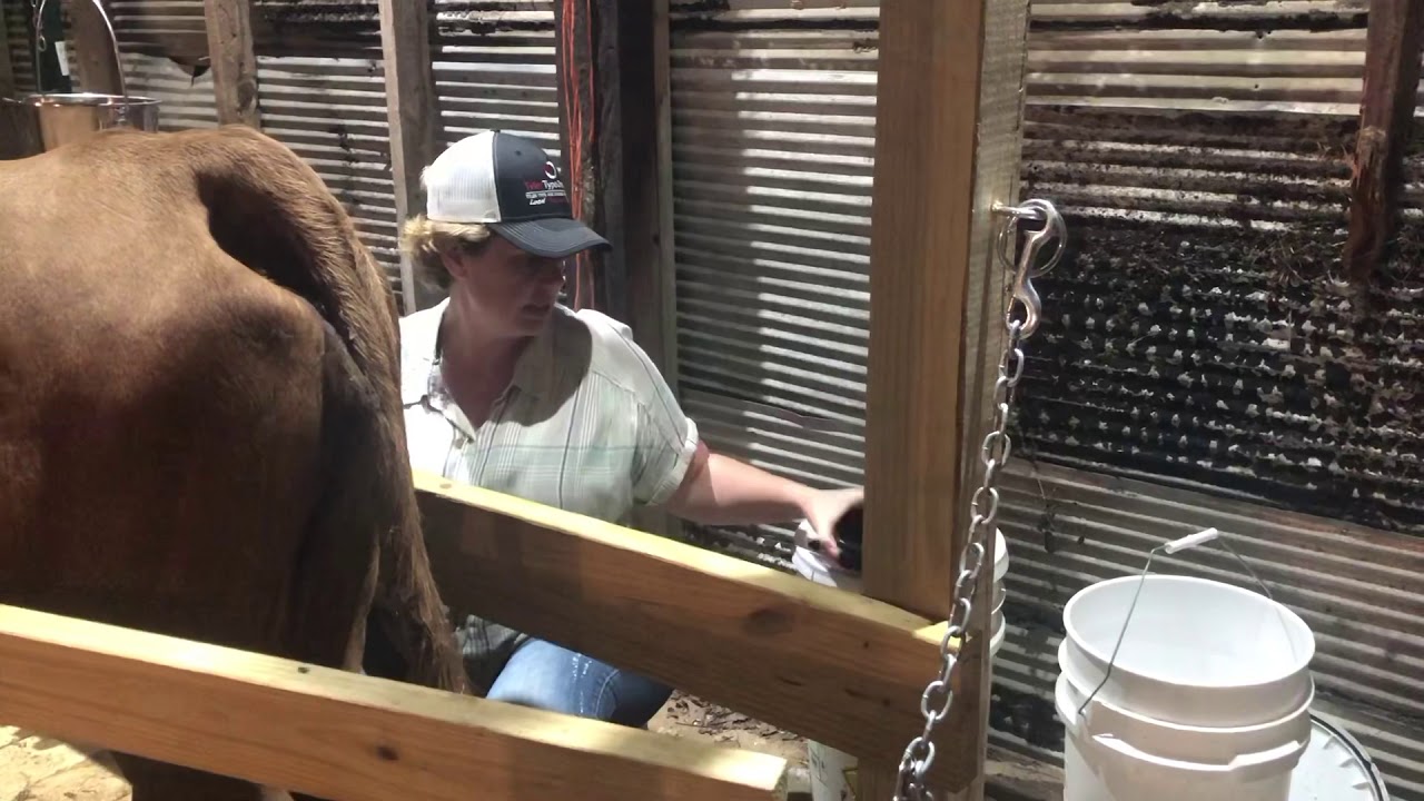 My pre-milking routine/ Family Milk Cow - YouTube