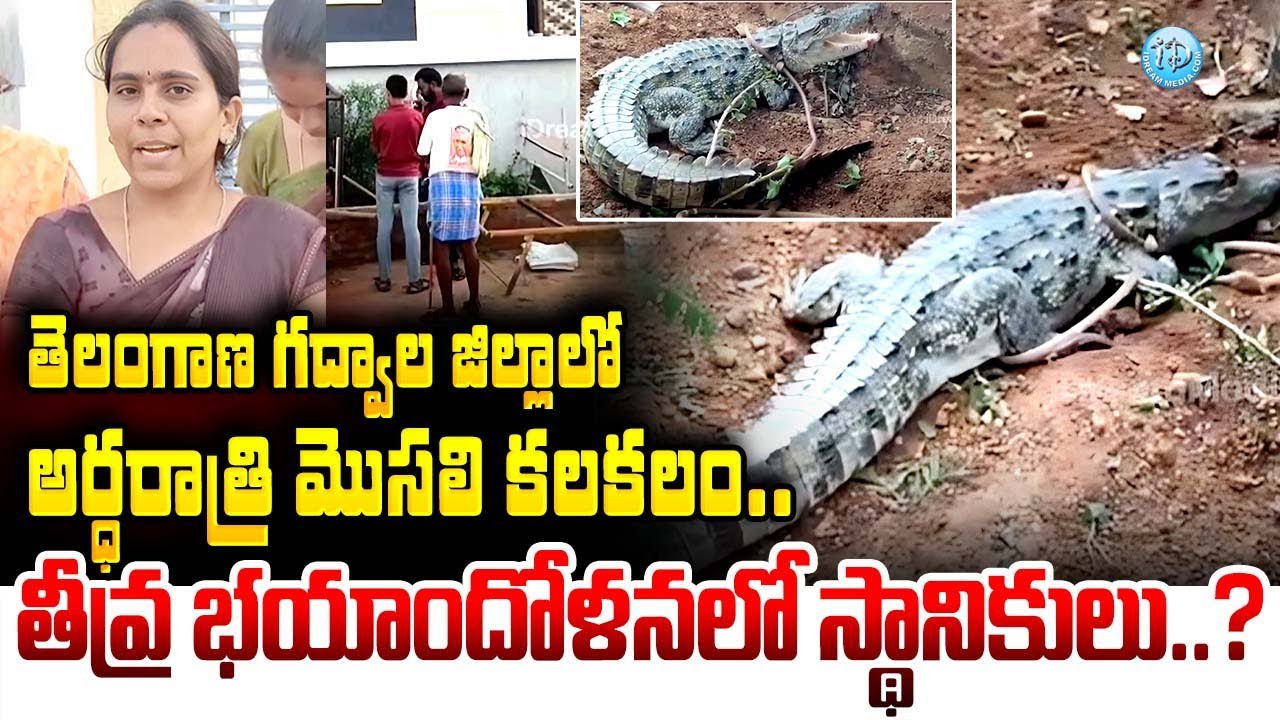 తెలంగాణ గద్వాల జిల్లాలో అర్ధరాత్రి మొసలి కలకలం.. Crocodile Hachal in ...