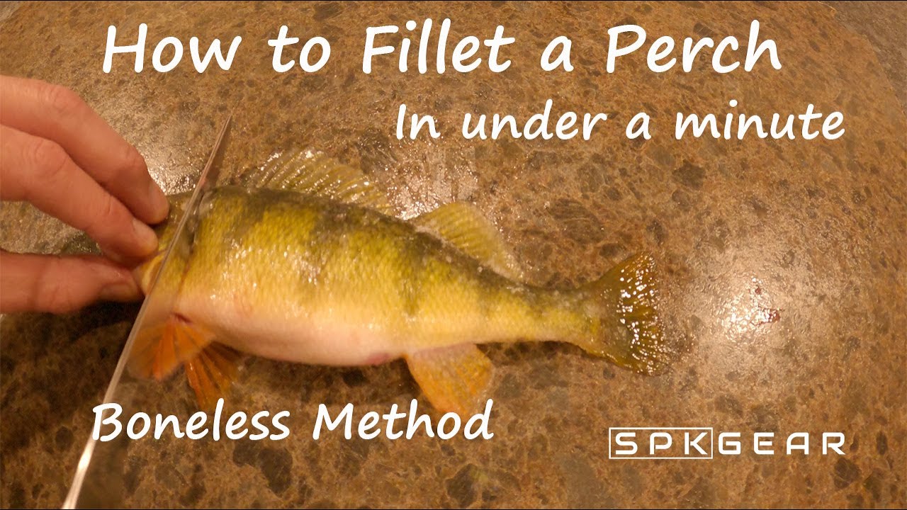 How to Fillet Perch in Under a Minute - YouTube