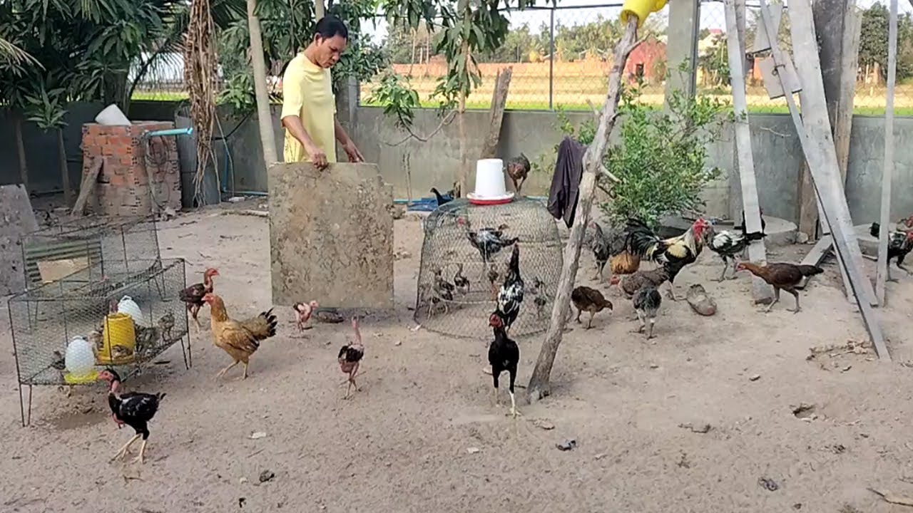 Feed Khmer chicken at home - YouTube