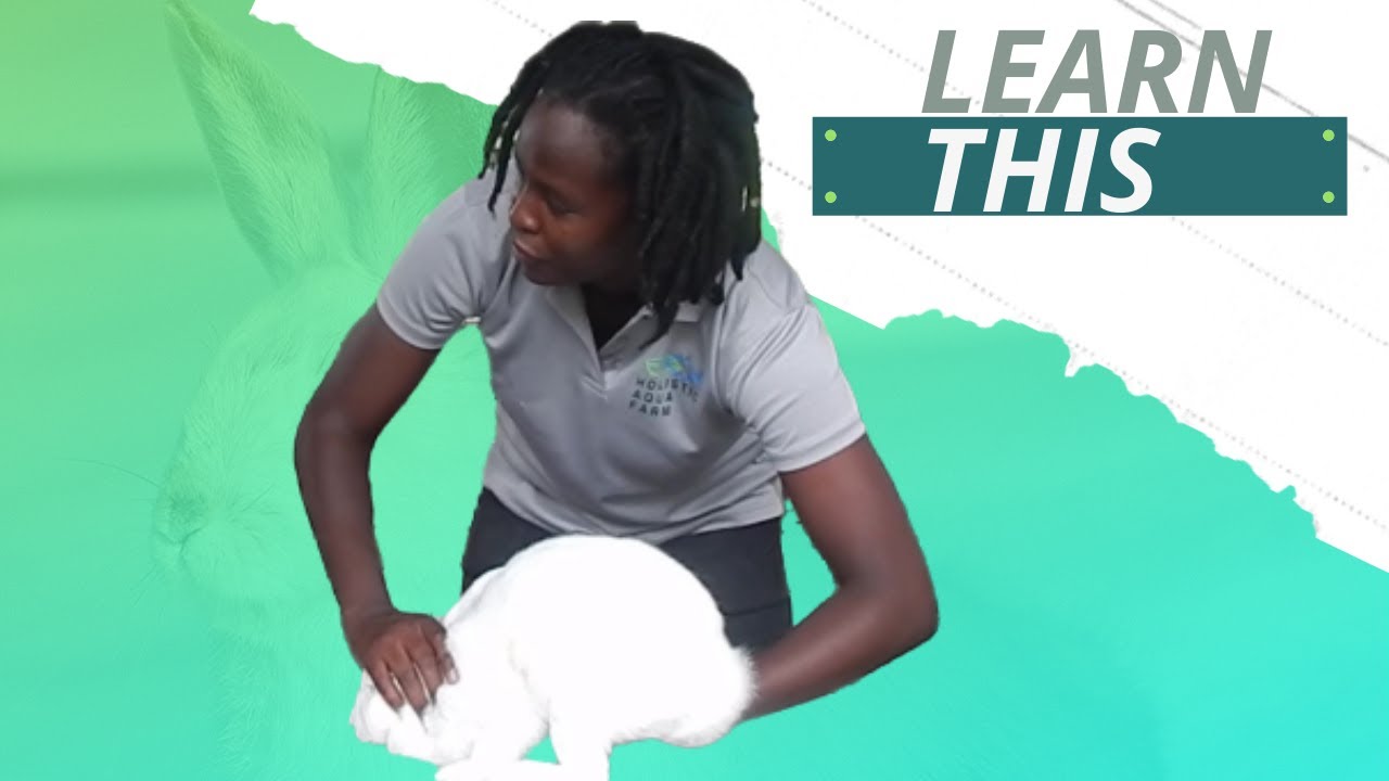 Revealing a secret | How to palpate a rabbit - YouTube