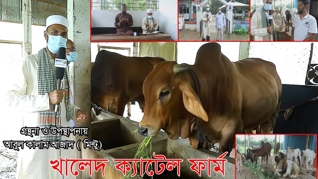 Khaled Cattle Farm a Khamar in Bangladesh Robir Bazar | Izzy Village ...