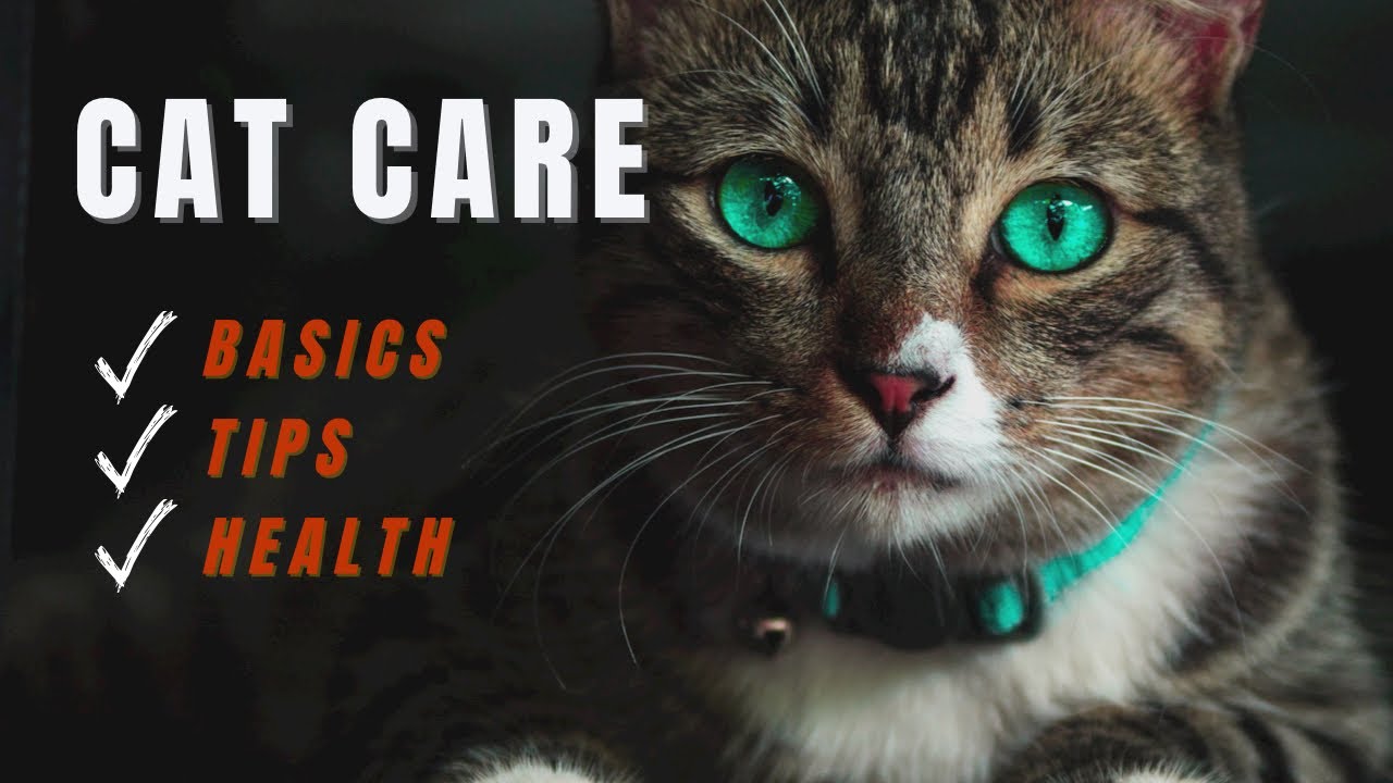 Cat care basics and tips for beginners - General cat health - YouTube