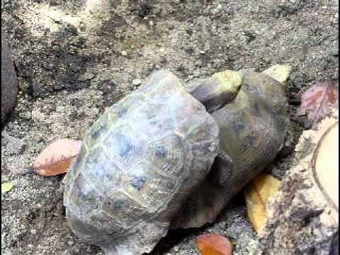 Turtles part 2 - YouTube