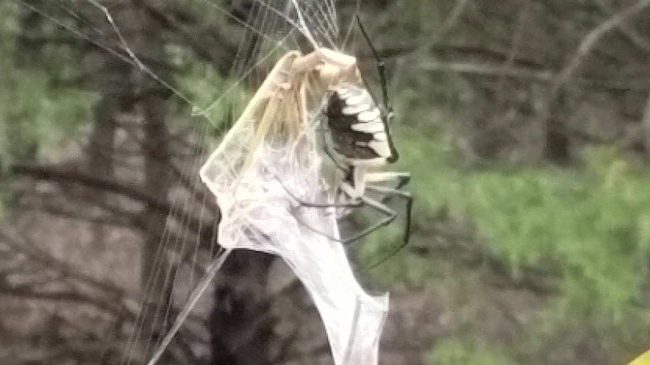 garden spider vs walking stick - YouTube