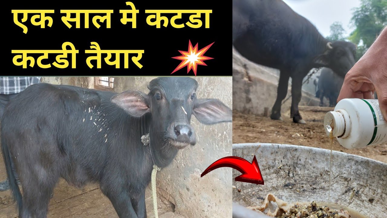 No.1 formula to prepare katda katdi inone year | कटडा कटडी एक साल में ...