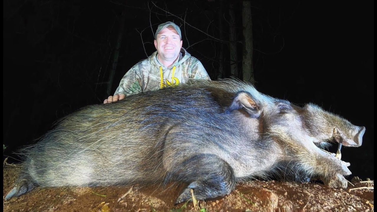 KZN Bushpig Hunt VOL 4 - YouTube
