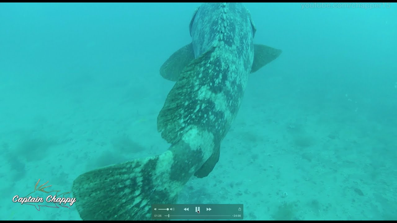 BIG Gulf of Mexico Sinkhole! Goliath Grouper, snapper, amberjack and ...